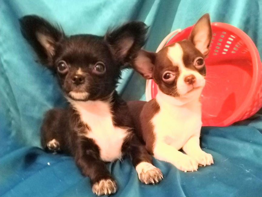 Чихуахуа Ален Дилон и сестричка