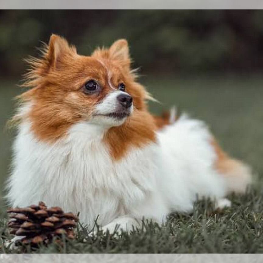 Немецкий шпиц, взрослый пёс