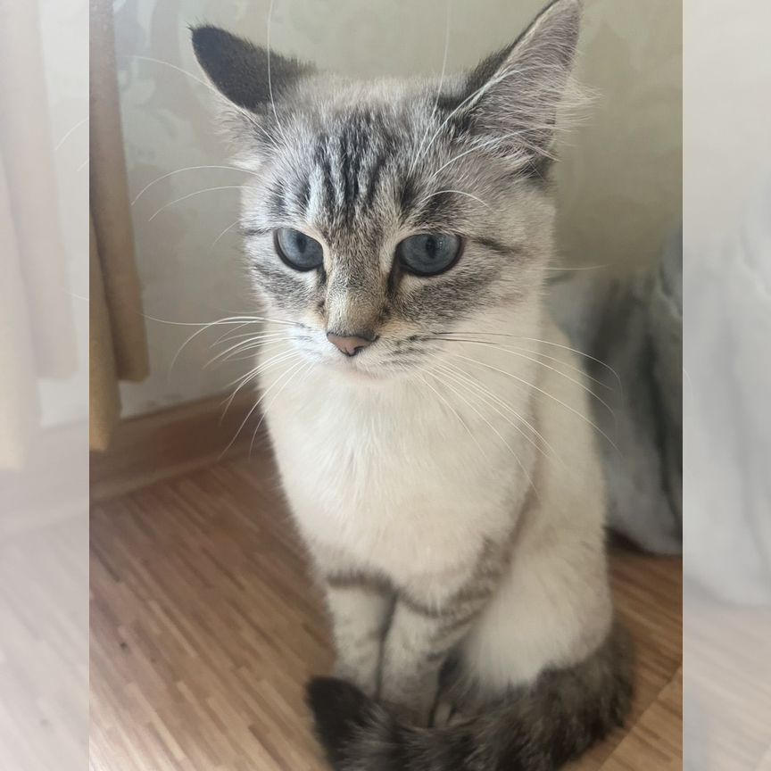 Охос азулес, взрослая кошка