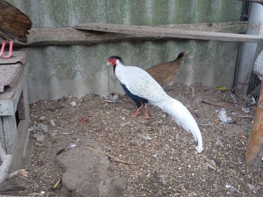 Фазаны серебристый и золотой