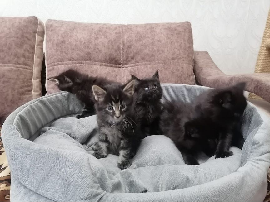 Котята Мейн-кун