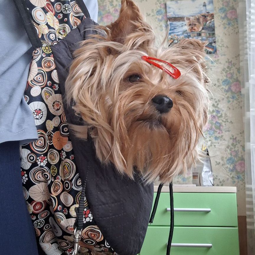 CLP Сумка-переноска для животных