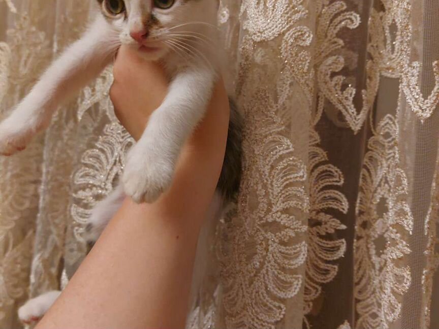 Умная, трехцветная кошечка мышеловка