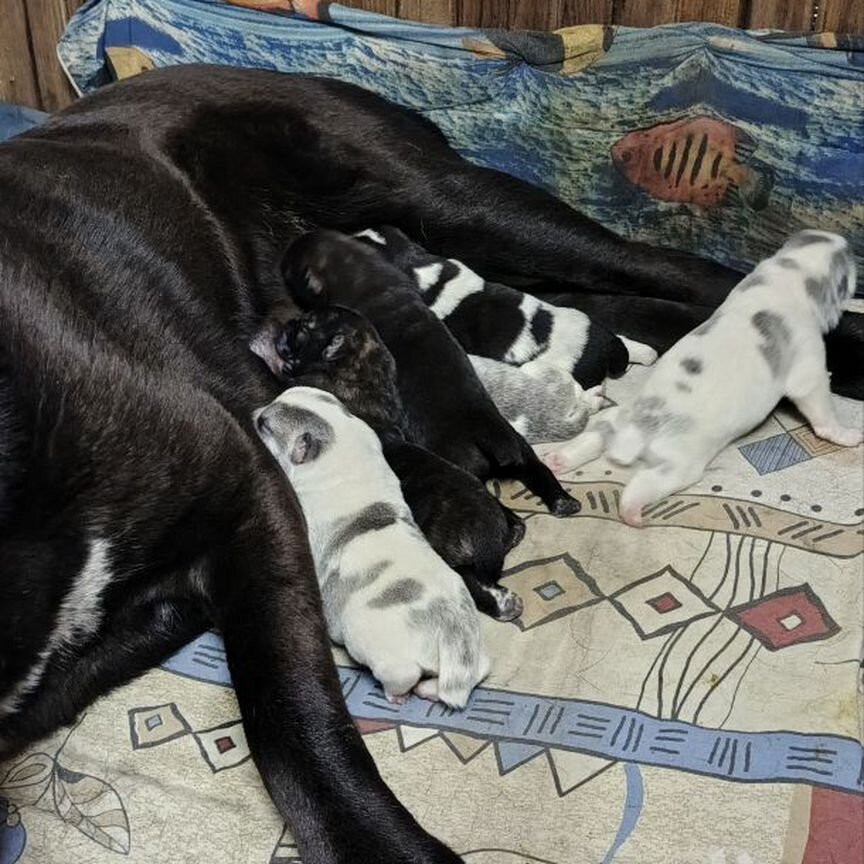 Среднеазиатская овчарка алабай щенки