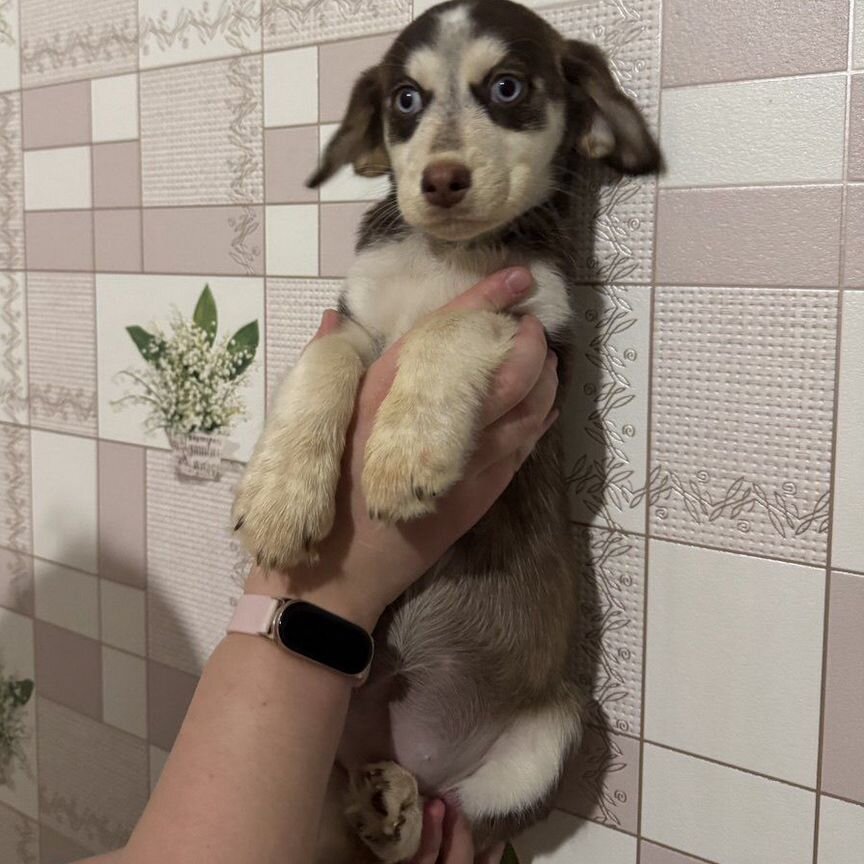 Сибирский хаски, щенок