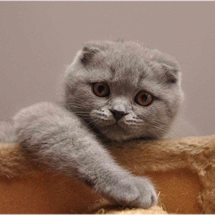 Шотландские лиловые котята