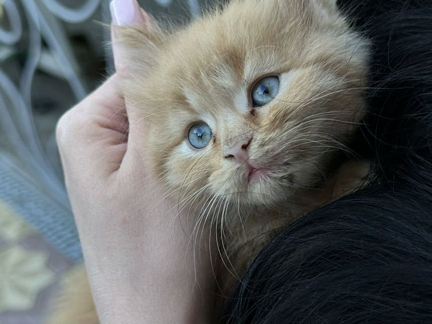 Кошка в дар бесплатно