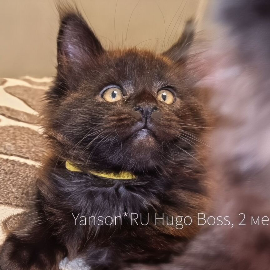 Мейн-кун котёнок