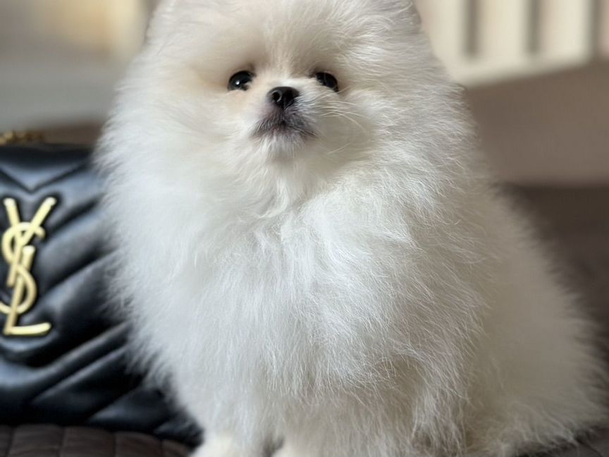 Померанский шпиц девочка РКФ