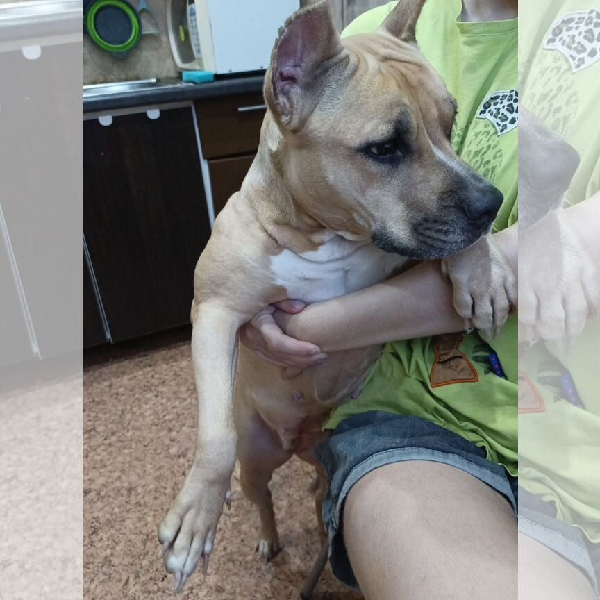 Американский стаффордширский терьер, взрослая собака