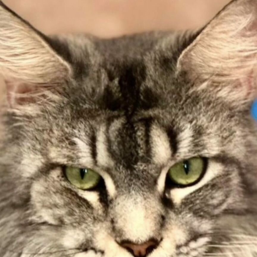 Мейн-кун кошка