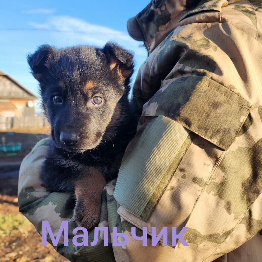 Немецкая овчарка, щенок