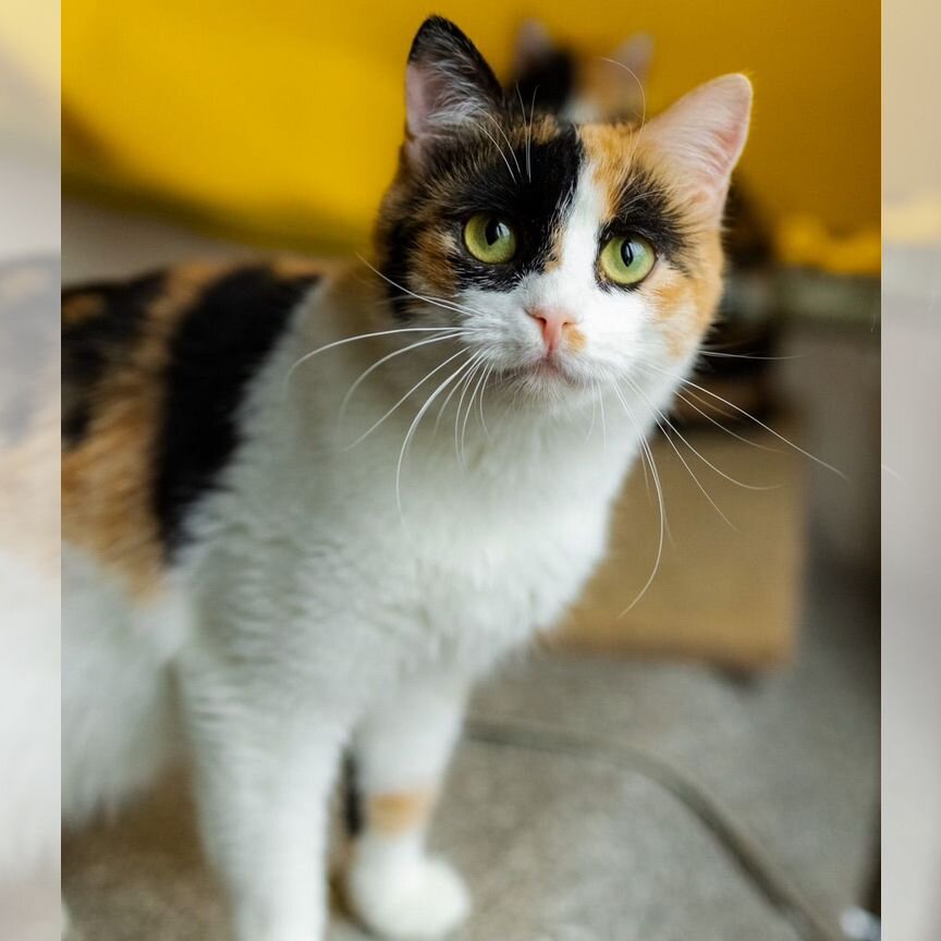 Взрослая кошка в добрые руки