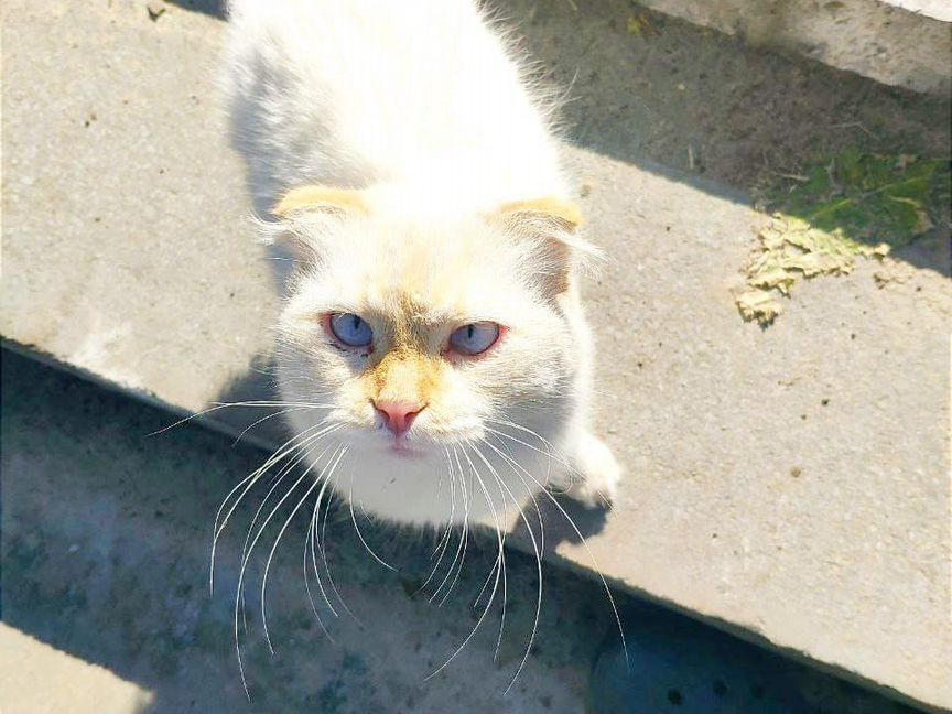 Кошка брошена на даче