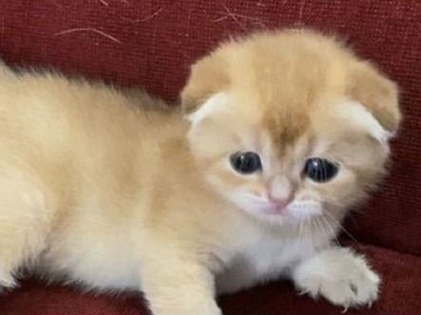 Шотландский вислоухий котик золотая шиншилла
