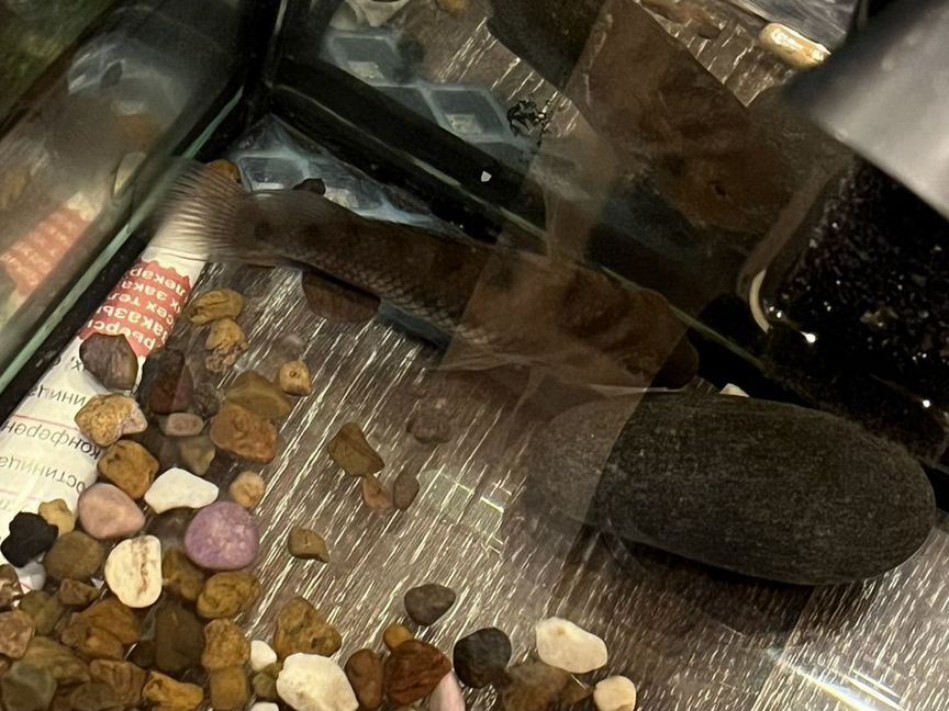 Рыбка Цехлида