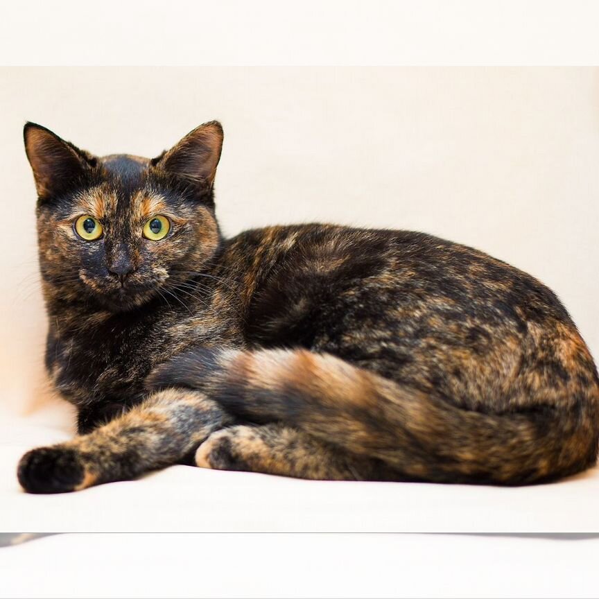 Взрослая, кошка в добрые руки