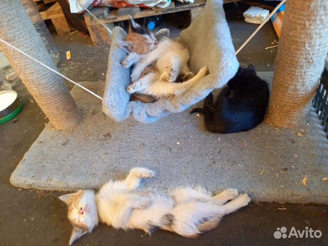 Несчастные котята очень нуждаются в доме