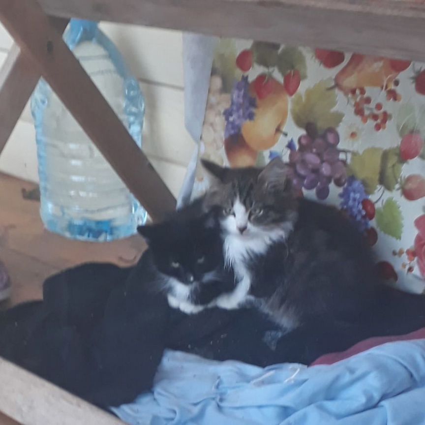 Котята в добрые руки