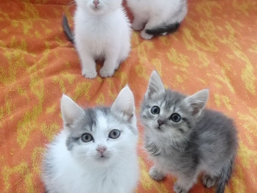 Котята 2 месяца с доставкой
