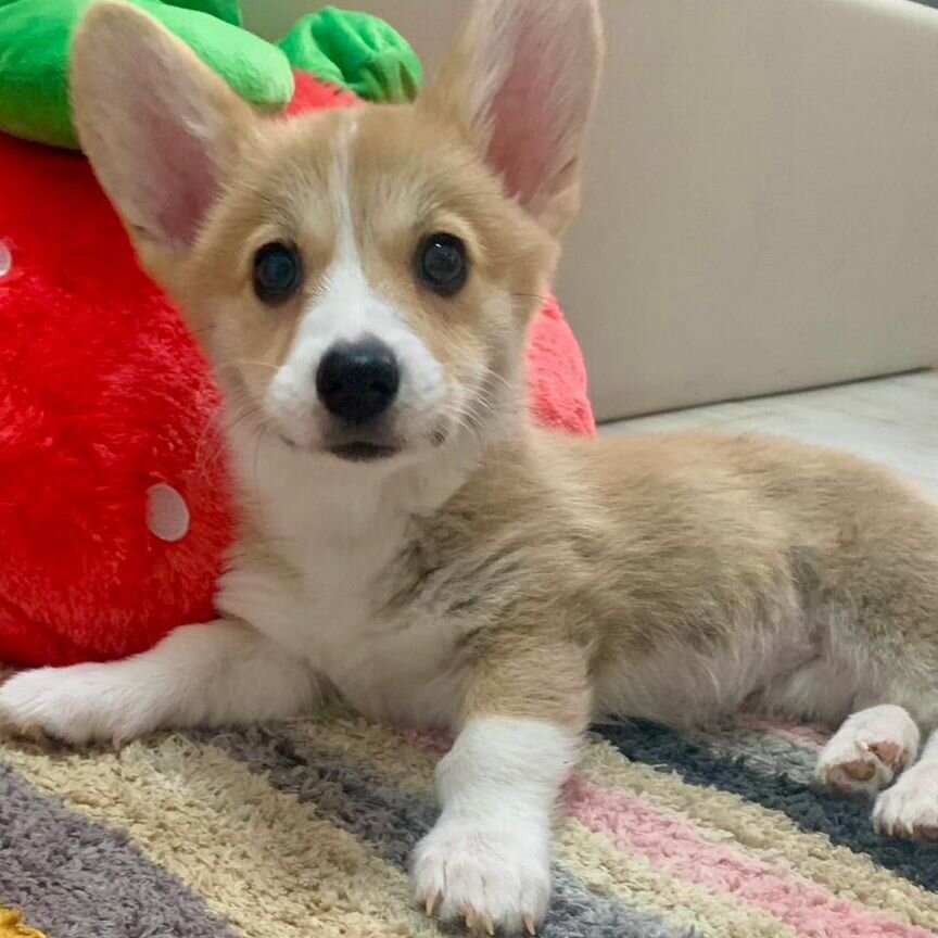 Вельш Корги Пемброк, щенок