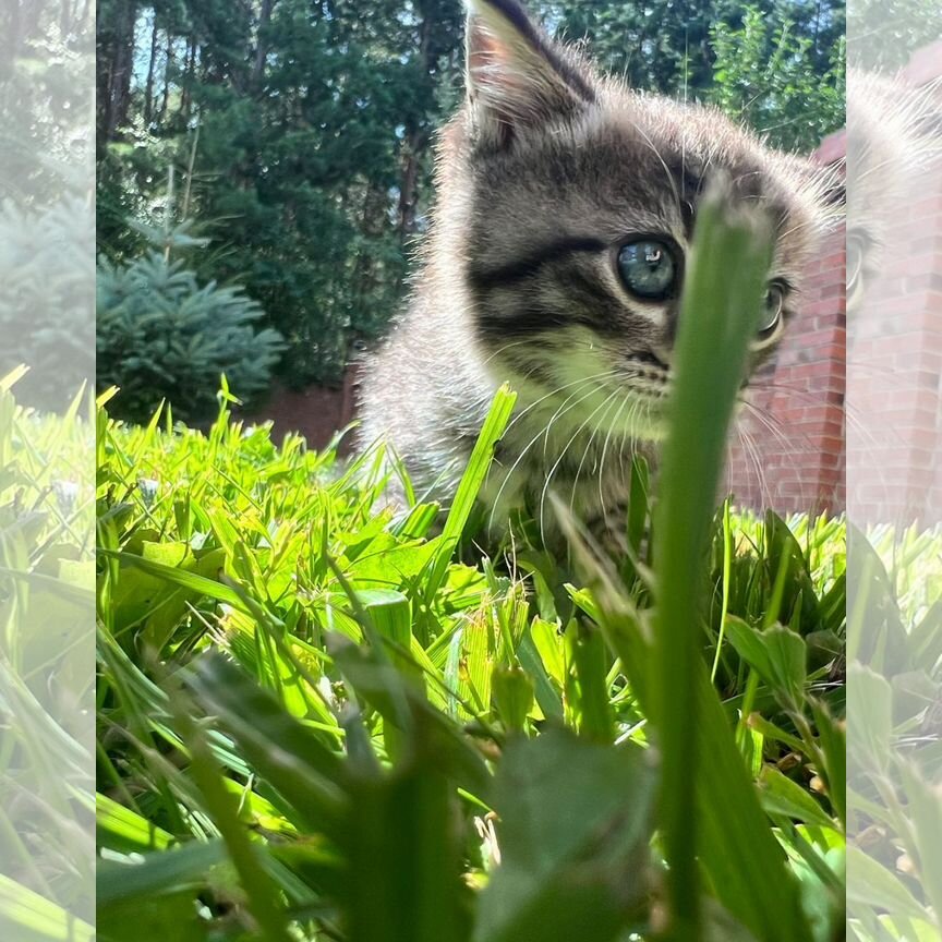 Котёнок