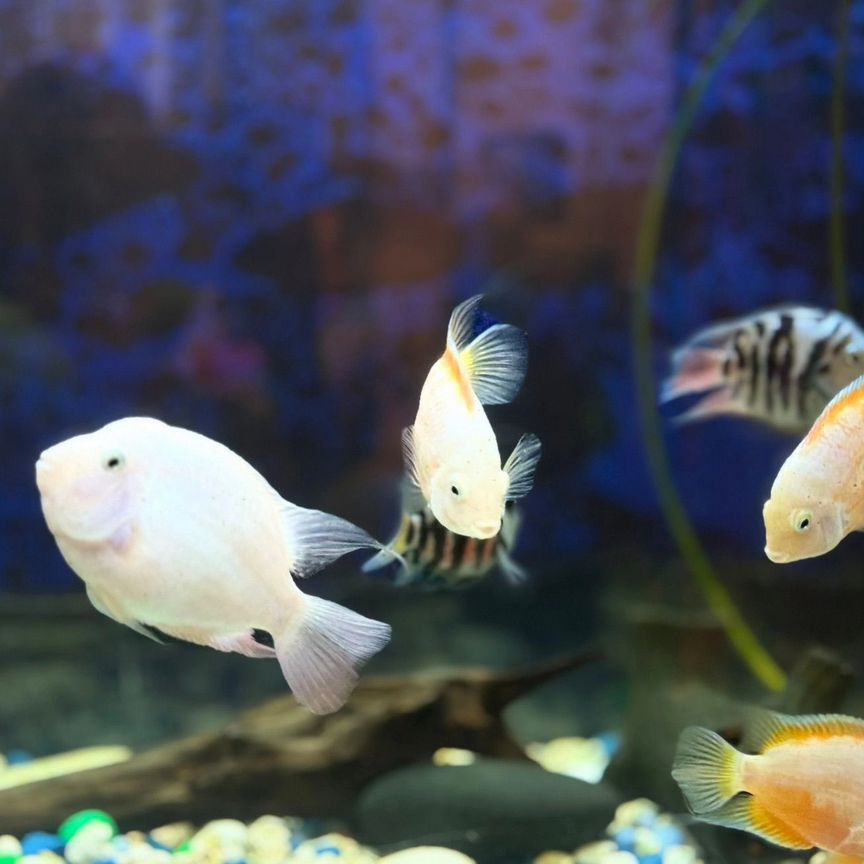 Продам рыбок