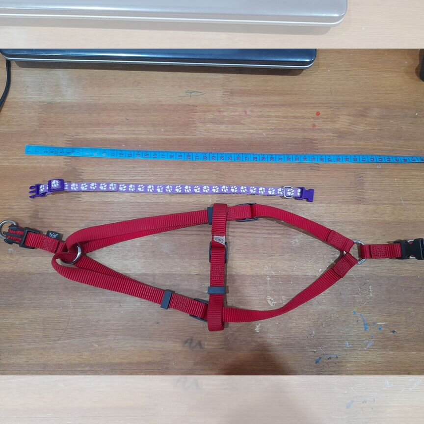 Ошейник и шлейка для собак