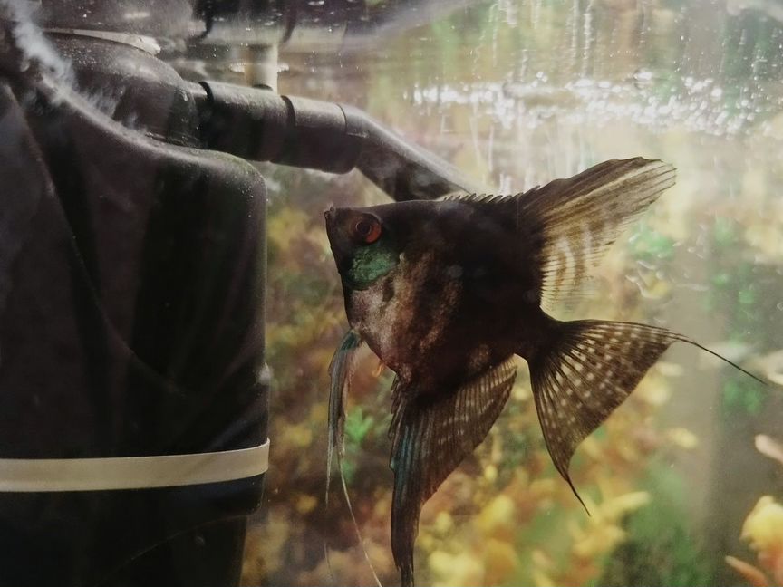 Аквариумные рыбки