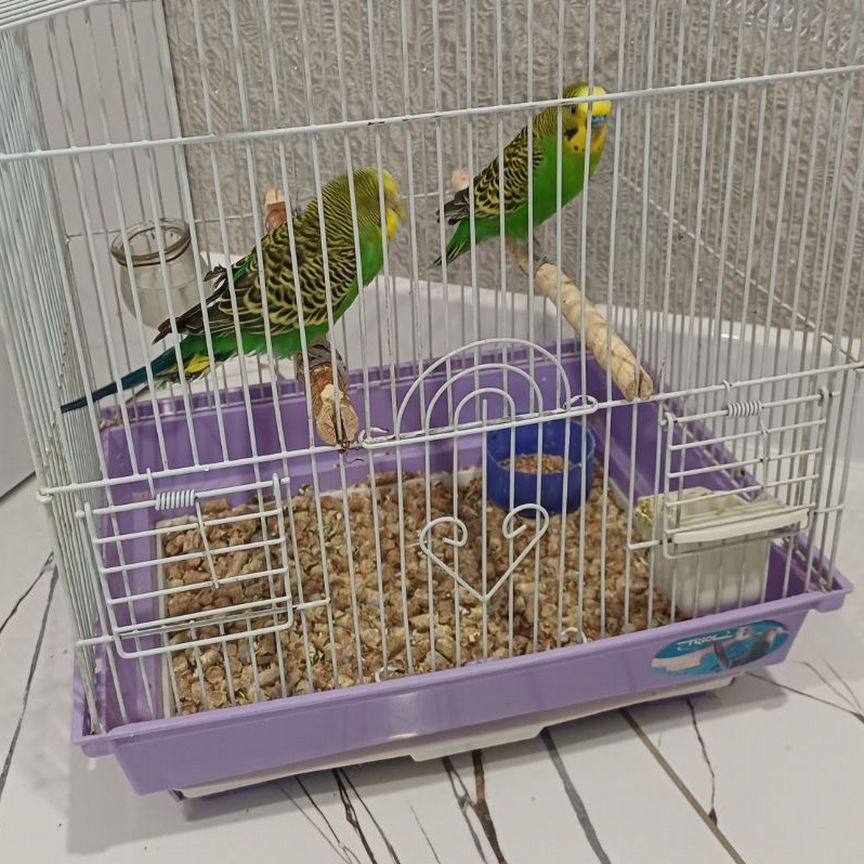 Волнистые попугаи с клеткой