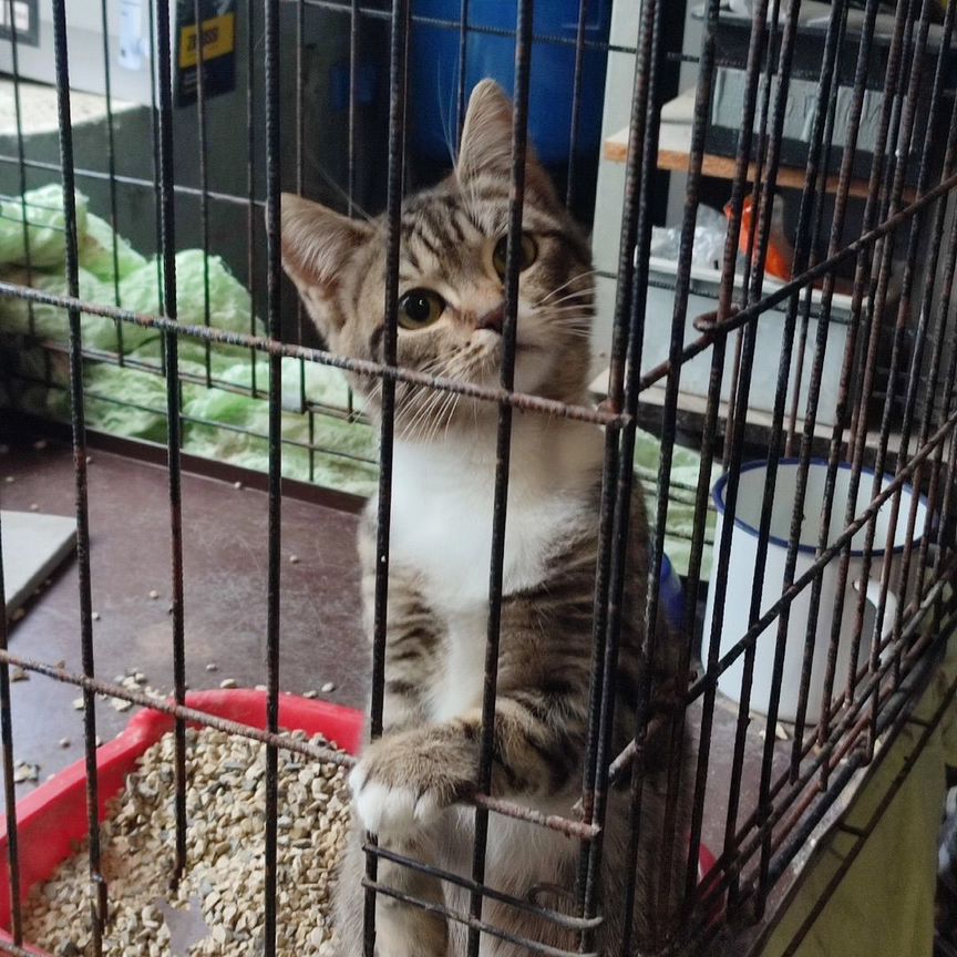 Котёнок (девочка) ищет дом