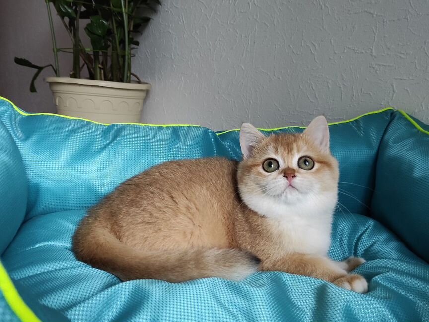 Кошка золотая шиншилла