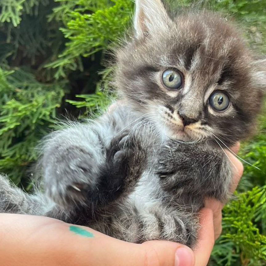 Котенок пестрый пушистик