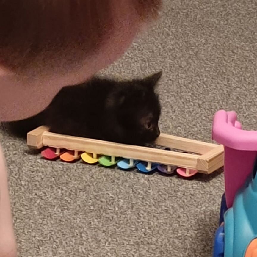 Котята от домашней кошки добрые руки