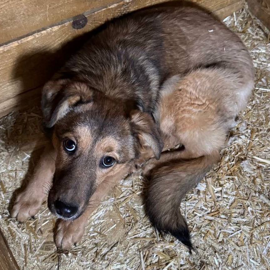 Щенок в добрые руки