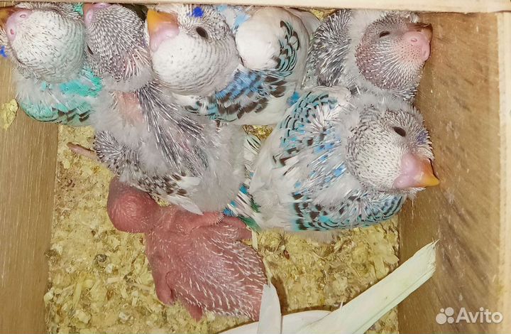 Птенцы волнистого попугая получехи