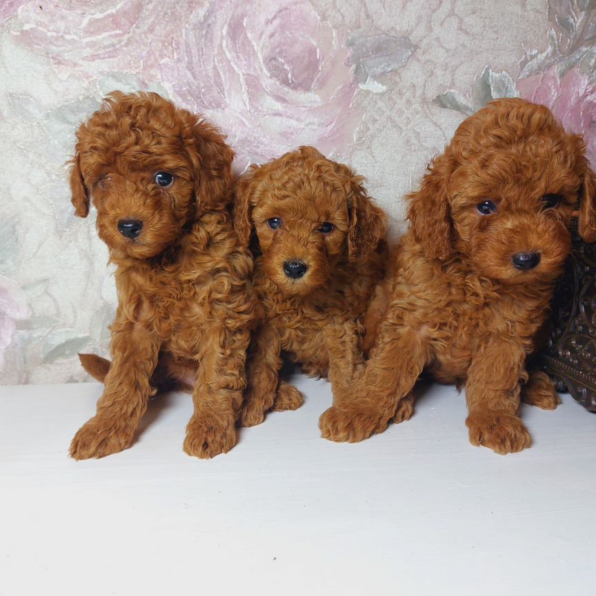 Самые сладкие мальчики