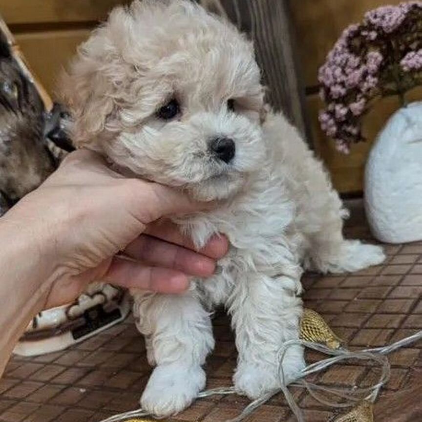 Мальтипу мини девочка