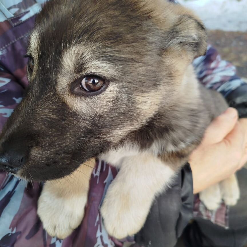 Отдам в добрые руки