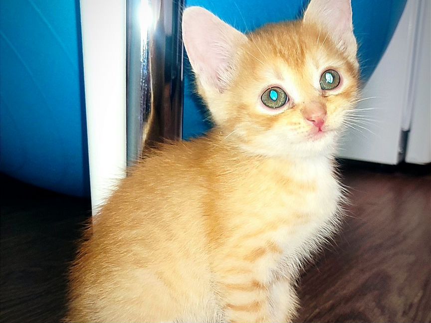 Кошка