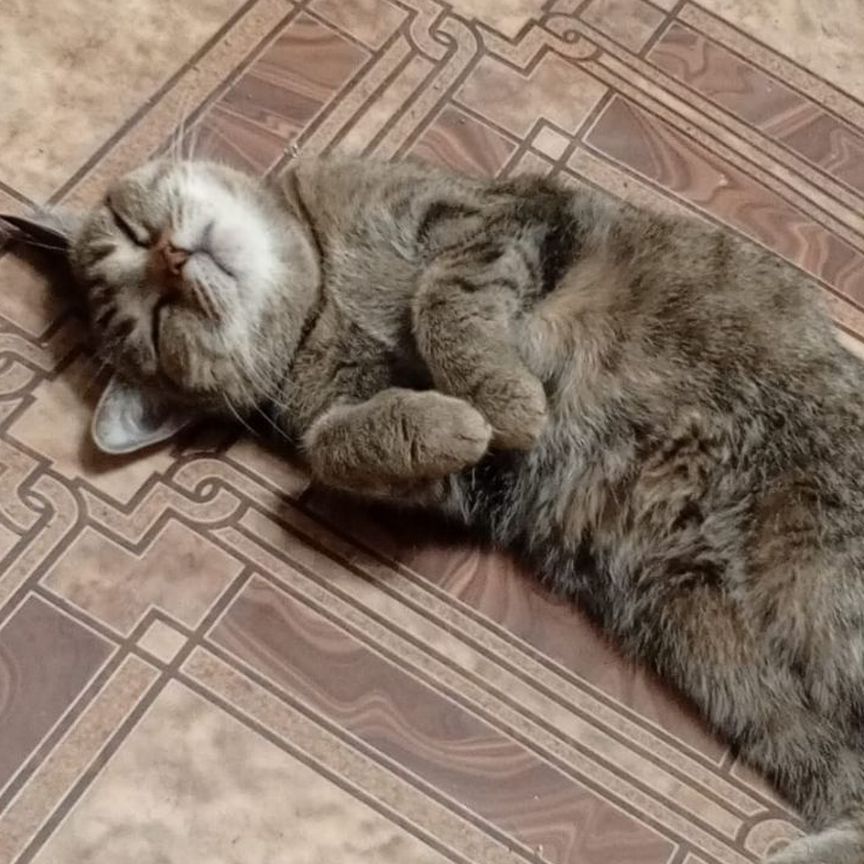 Кошка в добрые руки