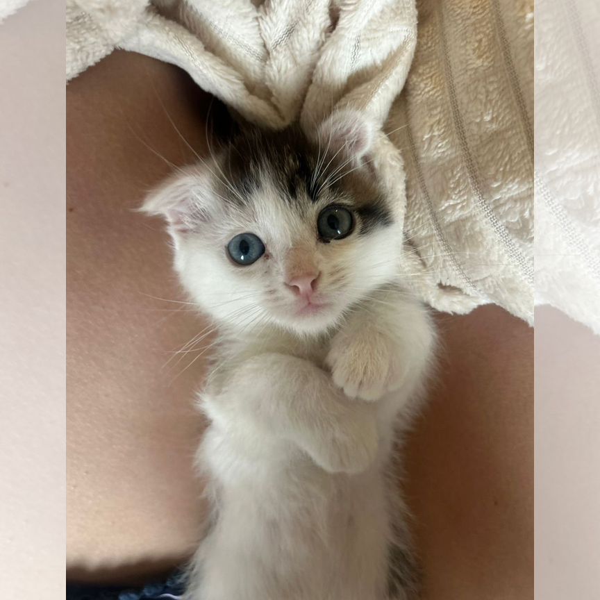 Шотландский вислоухий короткошёрстный котёнок