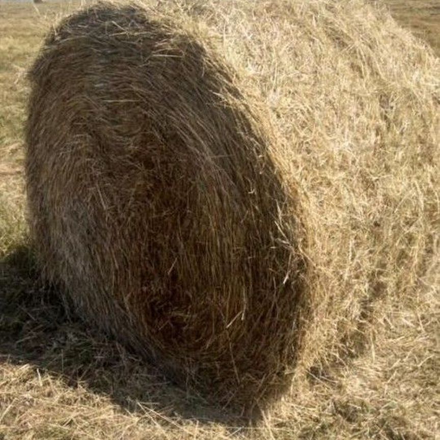 Продам сено в рулонах