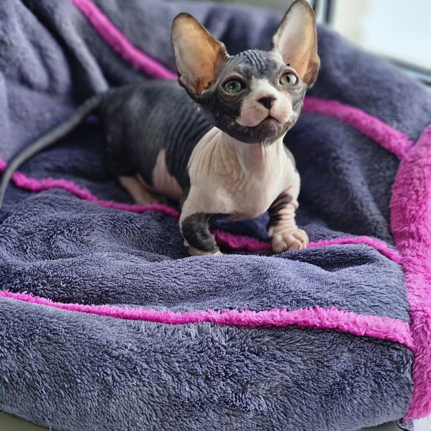 Канадский сфинкс микро бамбинка