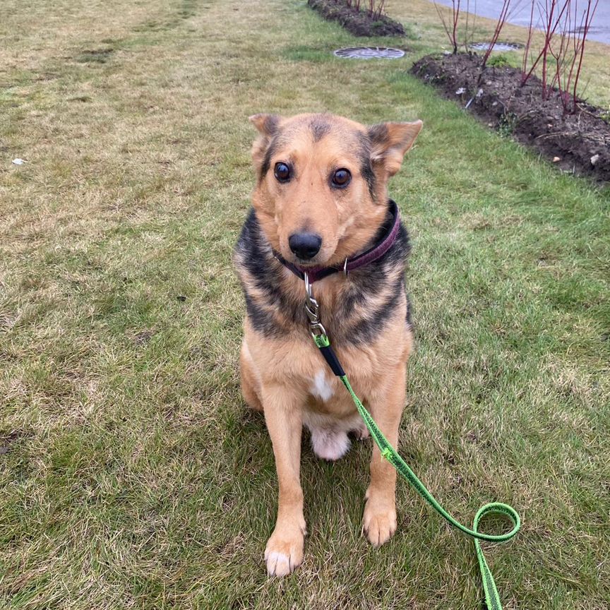 Пёс в добрые руки