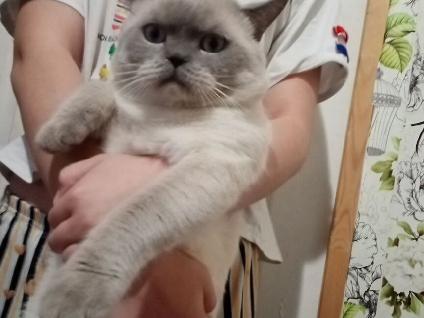 Отдам кота на племя