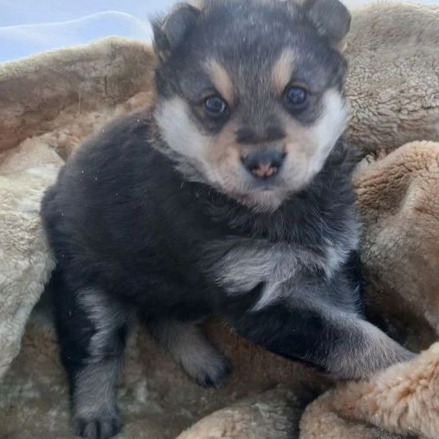 Щенок в добрые руки