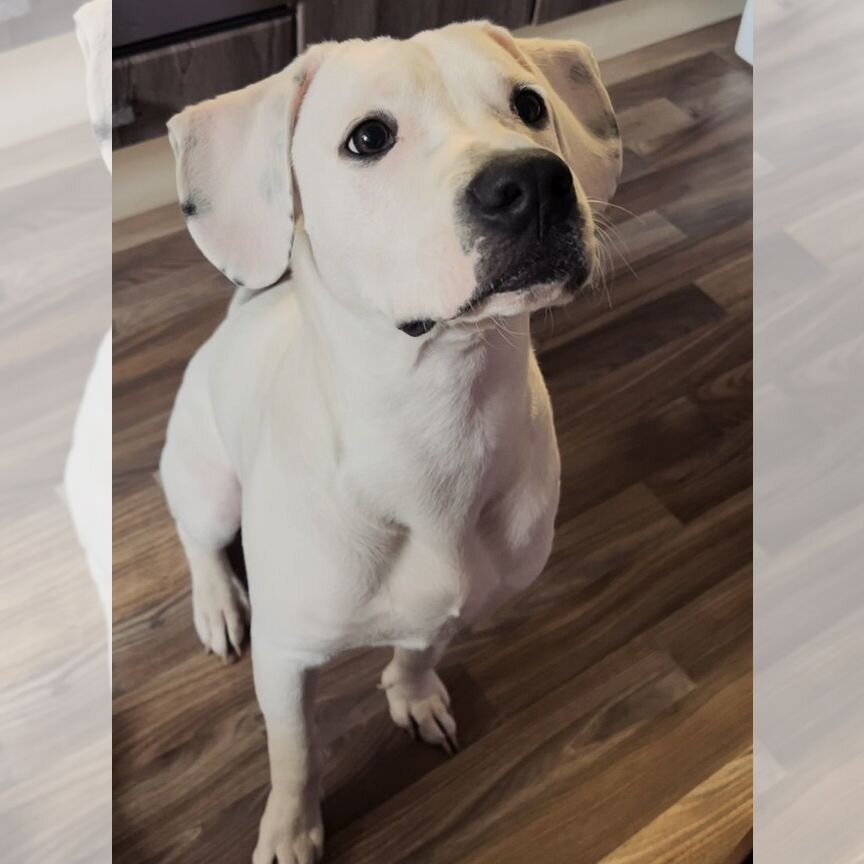 Собака стаффорд