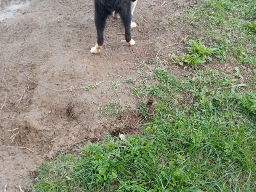 Русско европейская лайка