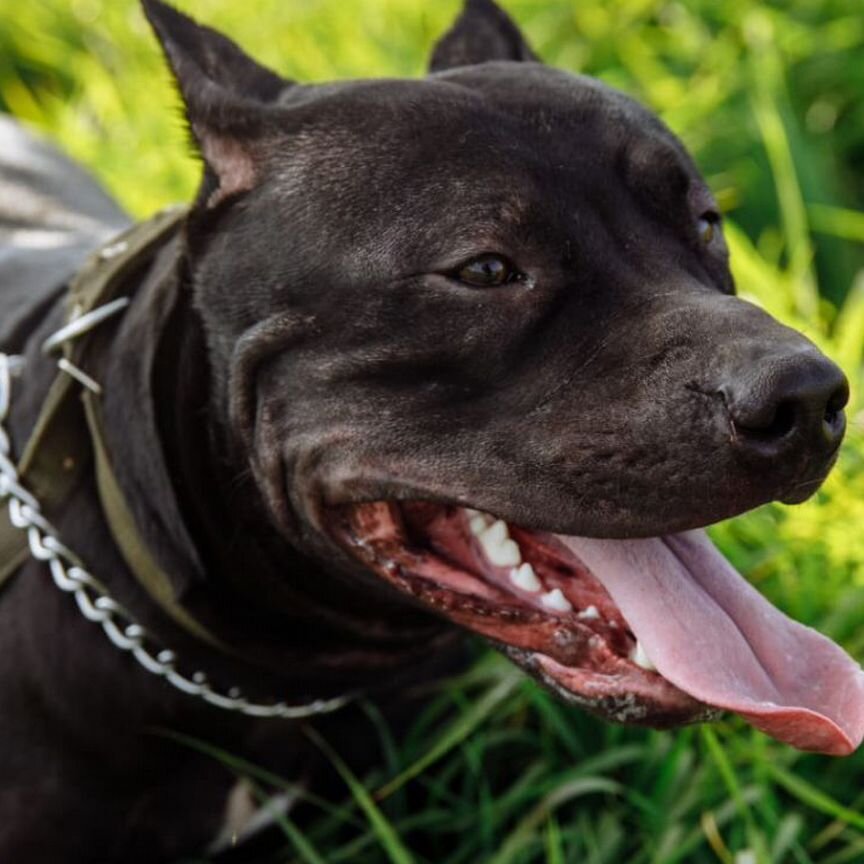 Американский питбультерьер, взрослый пёс